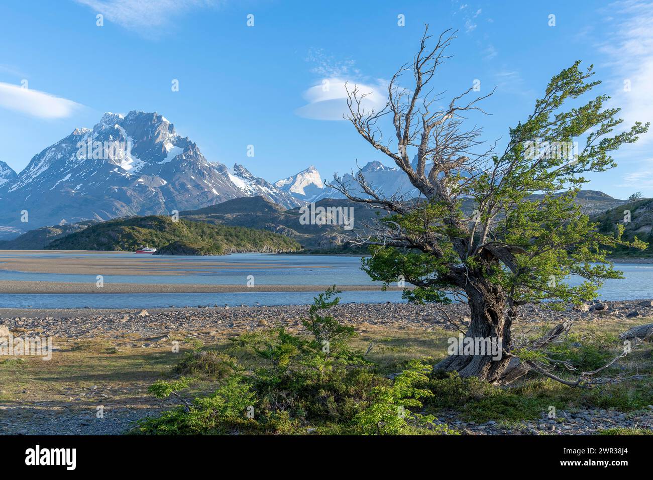 Shoreline vegetation in front of Lago Grey, Torres del Paine National ...