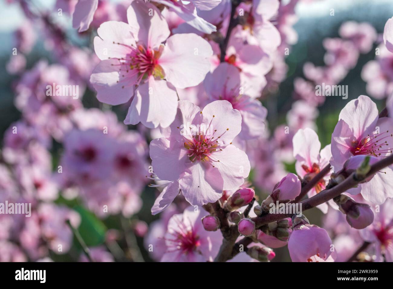 Flowering almond tree (Prunus dulcis) Almond blossom, Baden ...