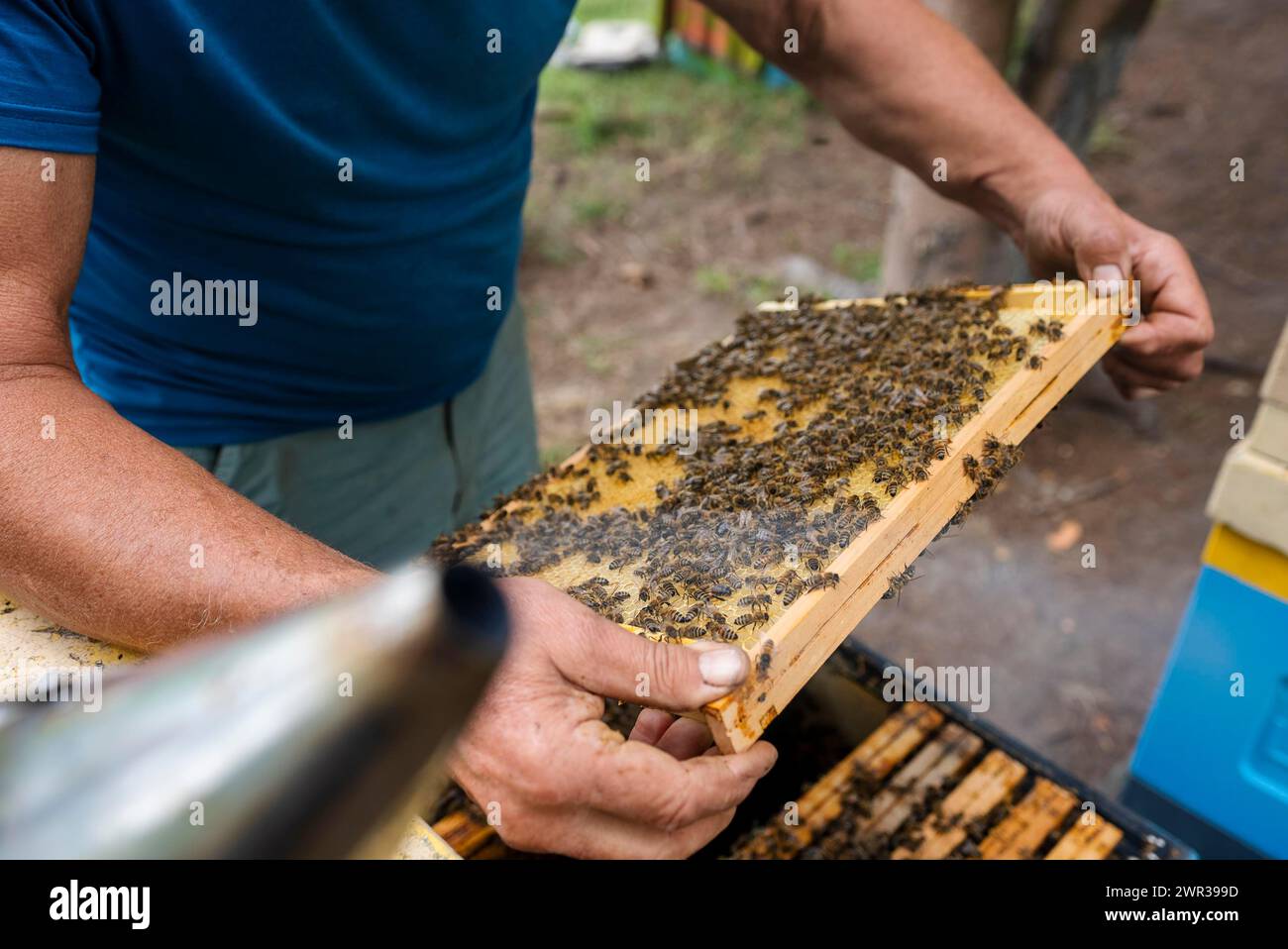 Fantastic beehive producing honey, nature, man and bee, sweet honey ...