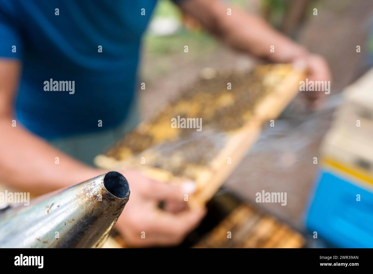 Fantastic beehive producing honey, nature, man and bee, sweet honey ...