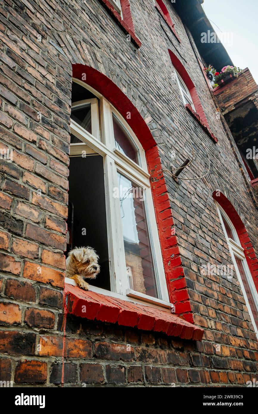 Cute hairy dog sticking out of the window in brick tenant house in ...
