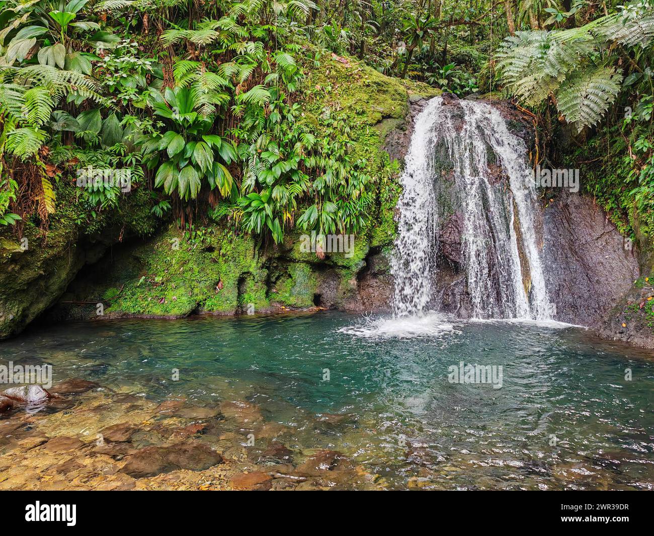 Pure nature, a waterfall with a pool in the forest. The Ecrevisses ...