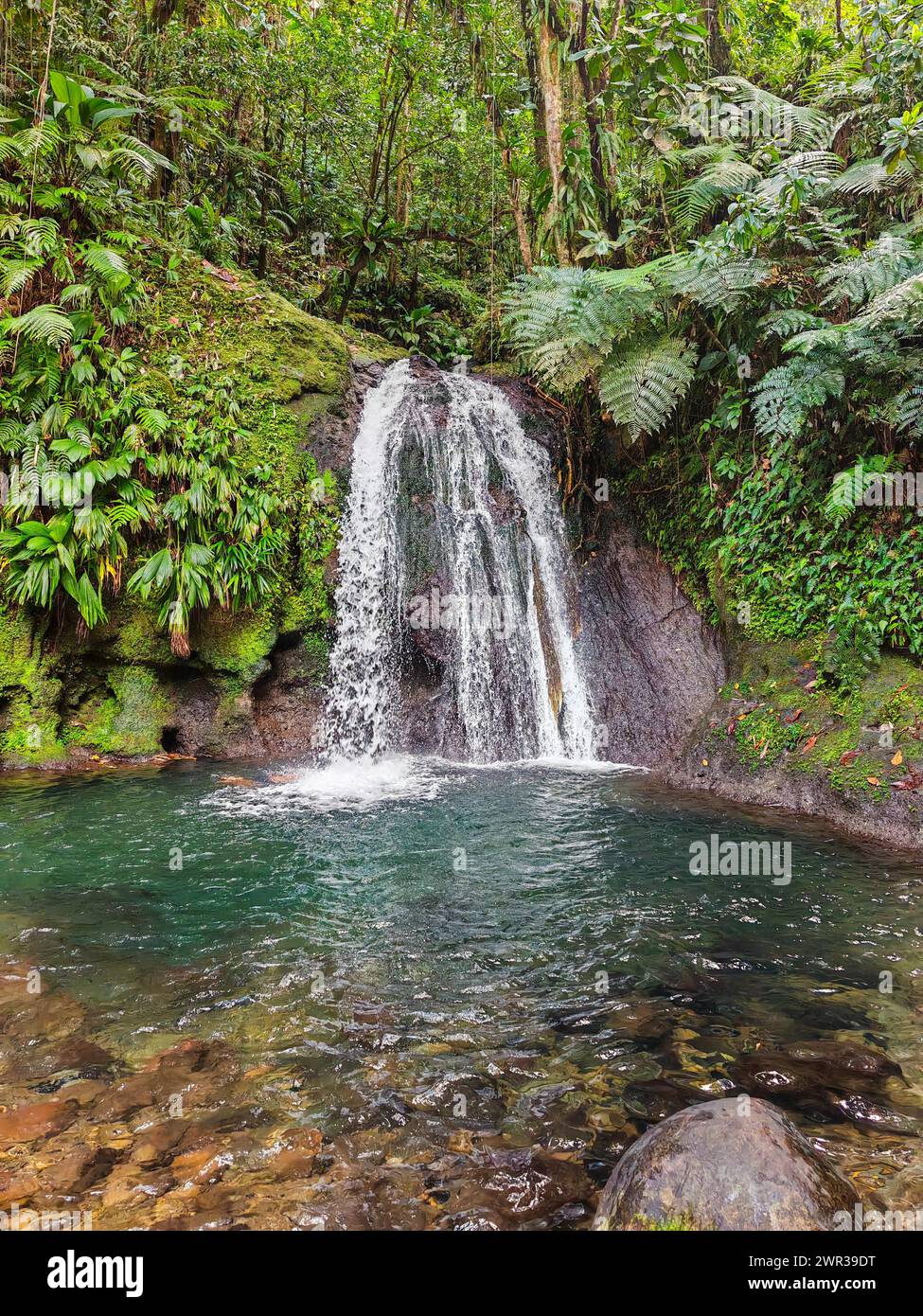 Pure nature, a waterfall with a pool in the forest. The Ecrevisses ...