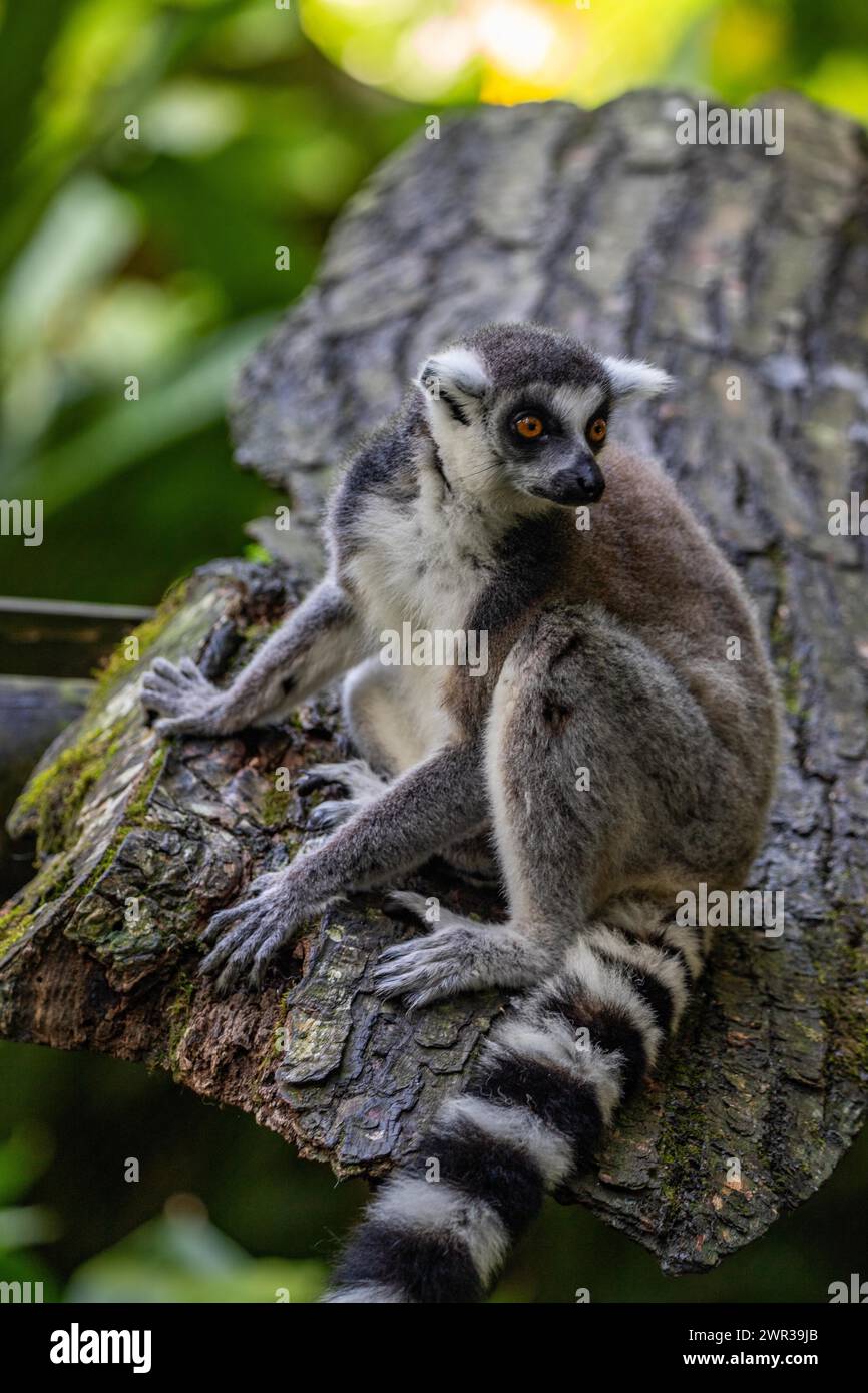 Lemurs in natural environment hi-res stock photography and images - Alamy