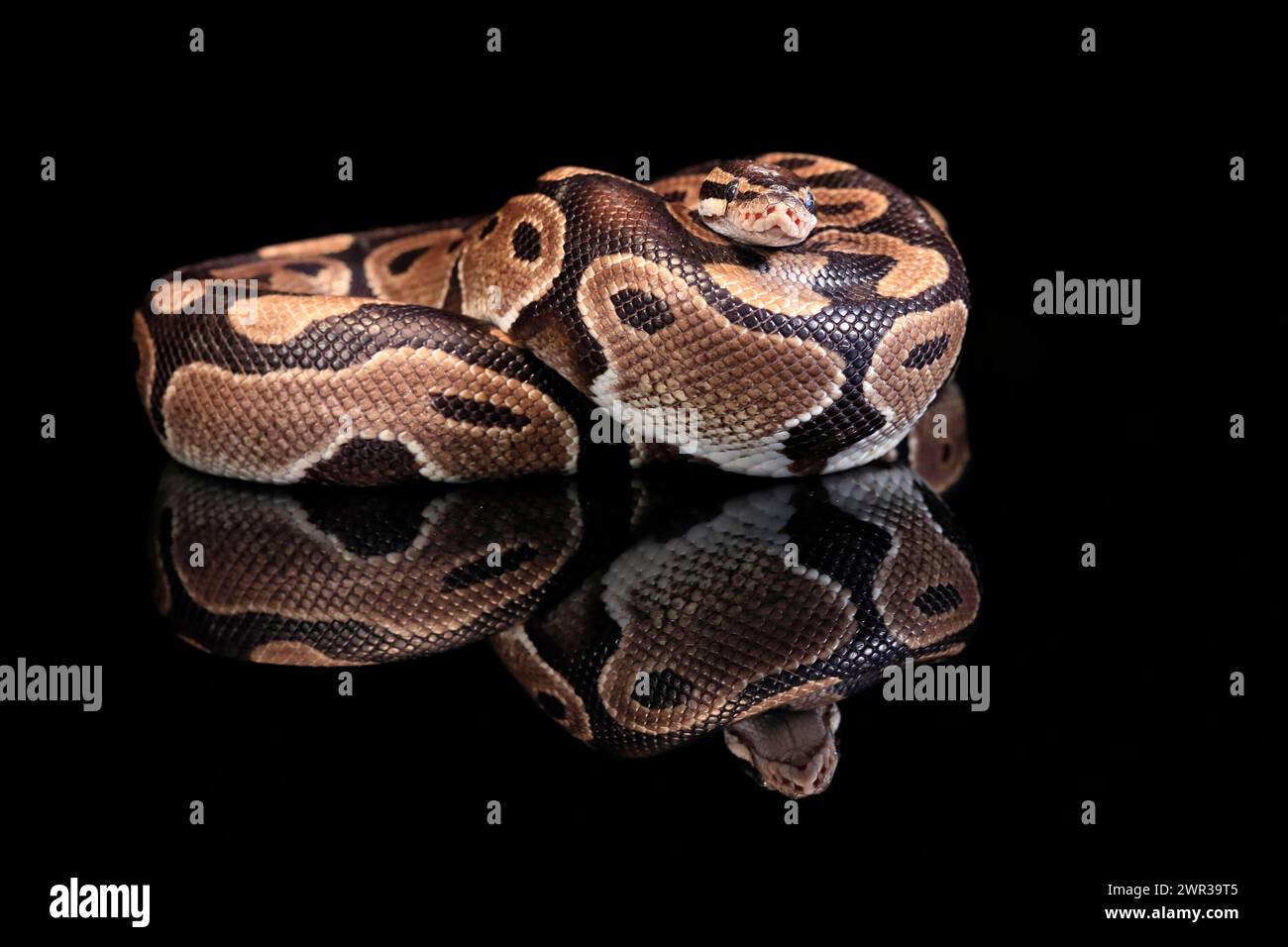 King python, (Python regius), adult, resting, captive, Central Africa, West Africa Stock Photo ...