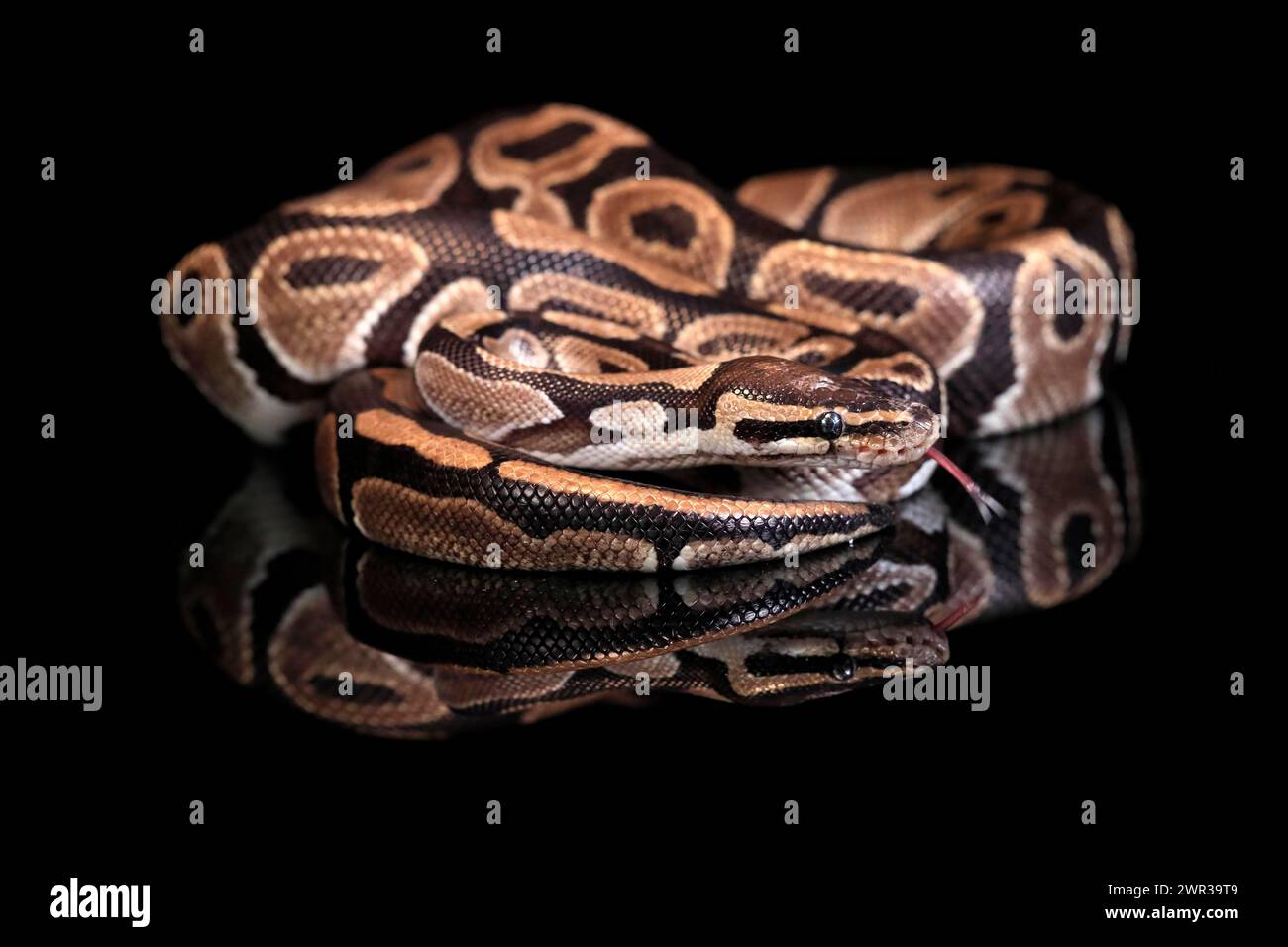 King python, (Python regius), adult, resting, captive, Central Africa ...