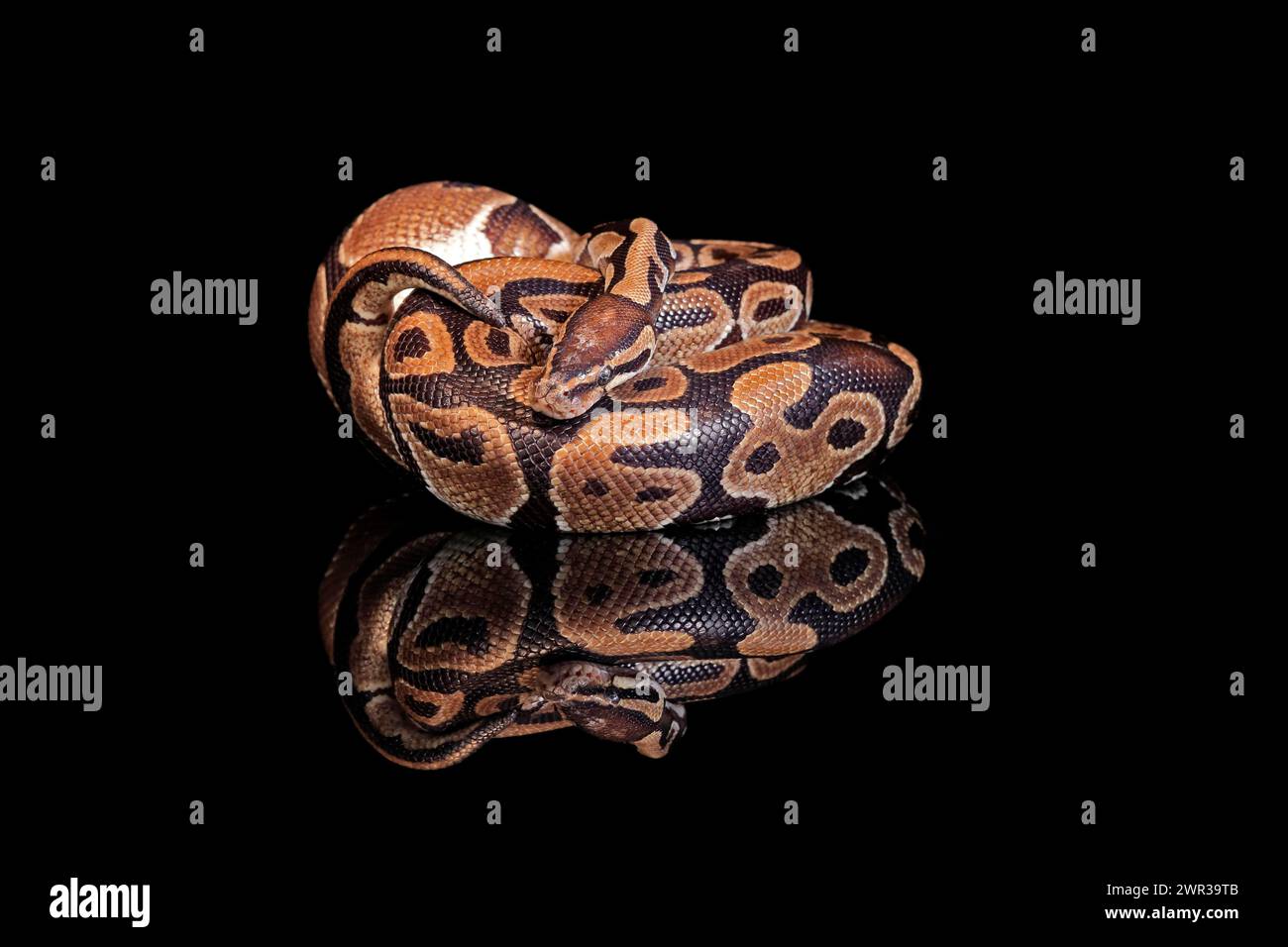 King python, (Python regius), adult, resting, captive, Central Africa ...
