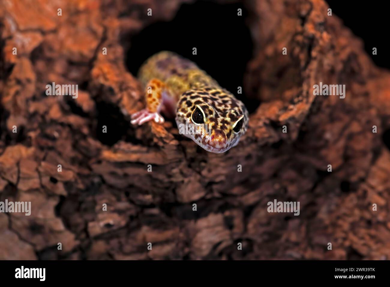 Leopard gecko (Eublepharis macularius), adult, portrait, looks out of ...