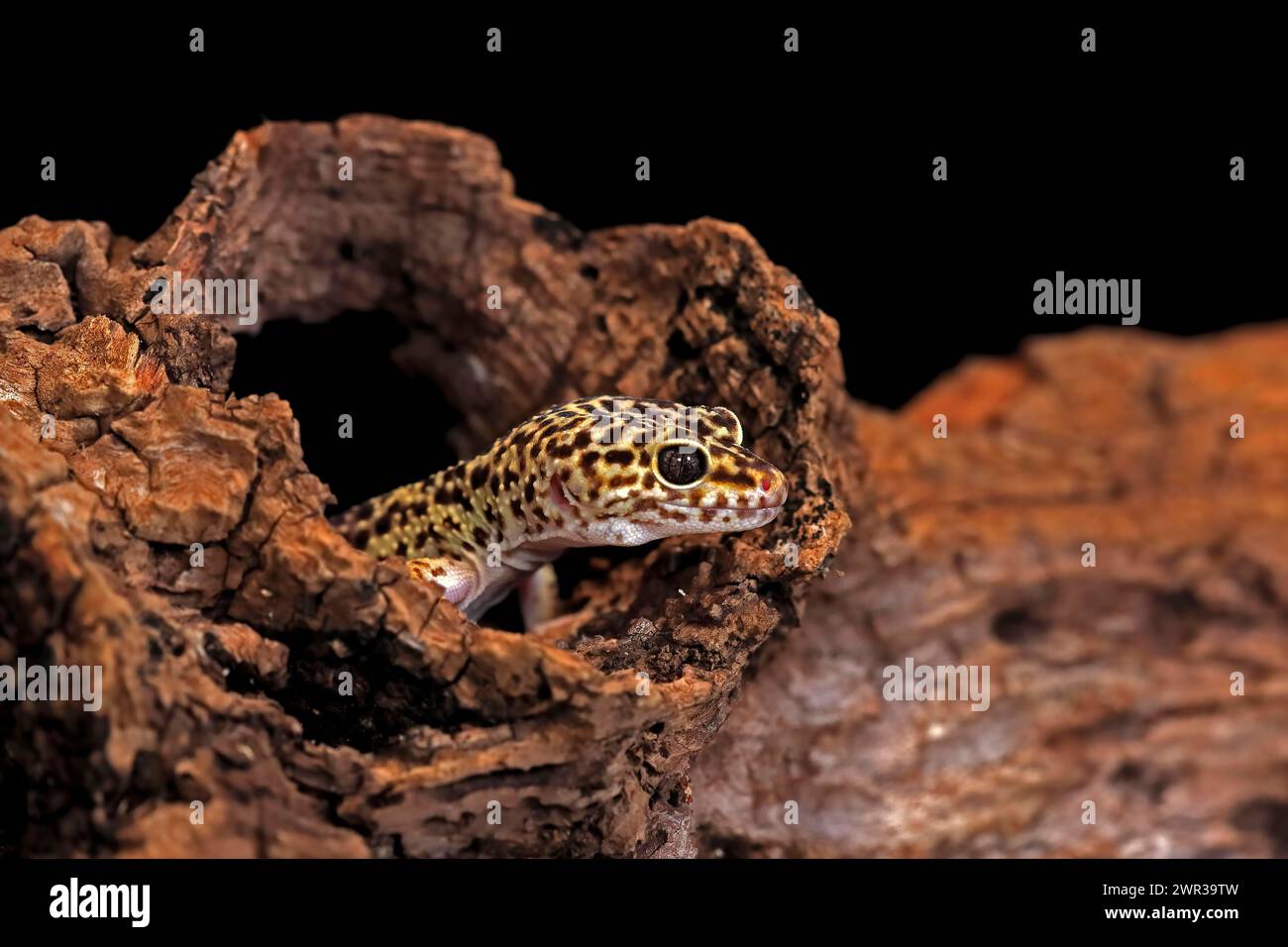 Leopard gecko (Eublepharis macularius), adult, portrait, looks out of ...