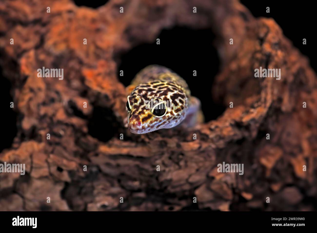 Leopard gecko (Eublepharis macularius), adult, portrait, looks out of ...