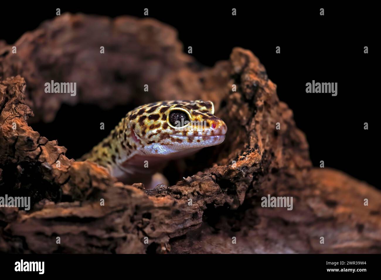 Leopard gecko (Eublepharis macularius), adult, portrait, looks out of ...