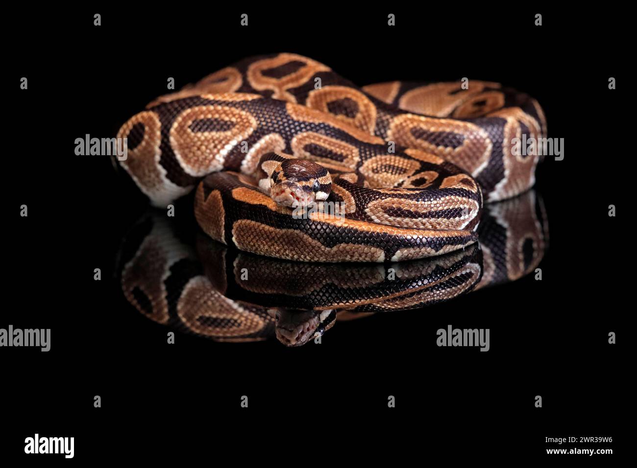 Mature python hi-res stock photography and images - Alamy