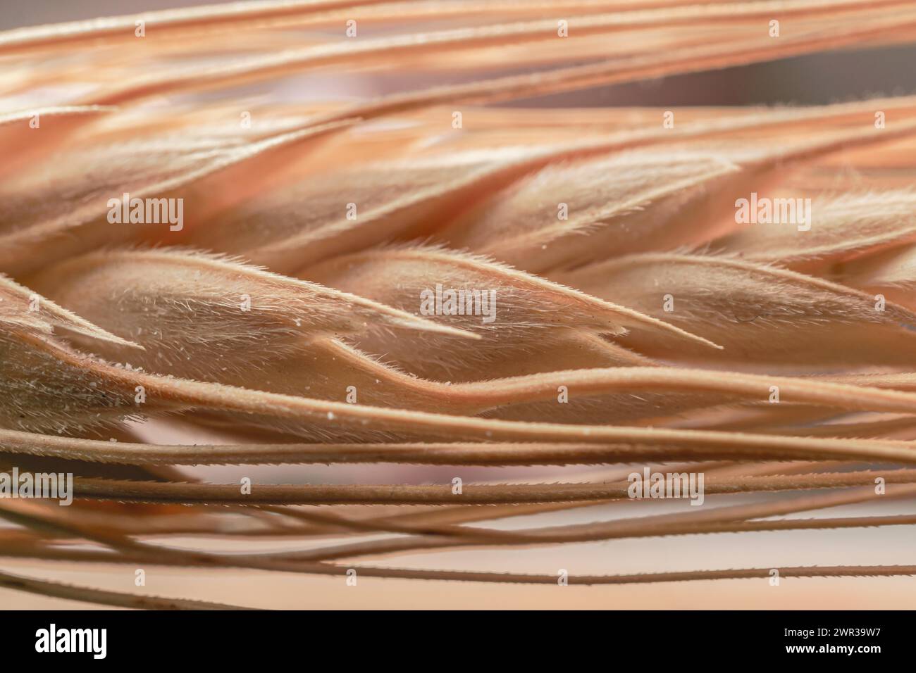 Macro photo of an ear of wheat showing its details Stock Photo - Alamy