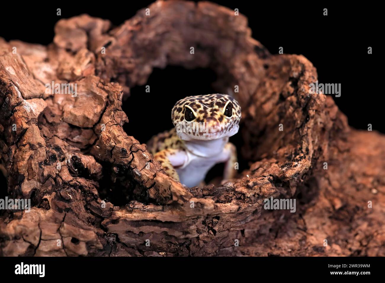 Leopard gecko (Eublepharis macularius), adult, portrait, looks out of ...