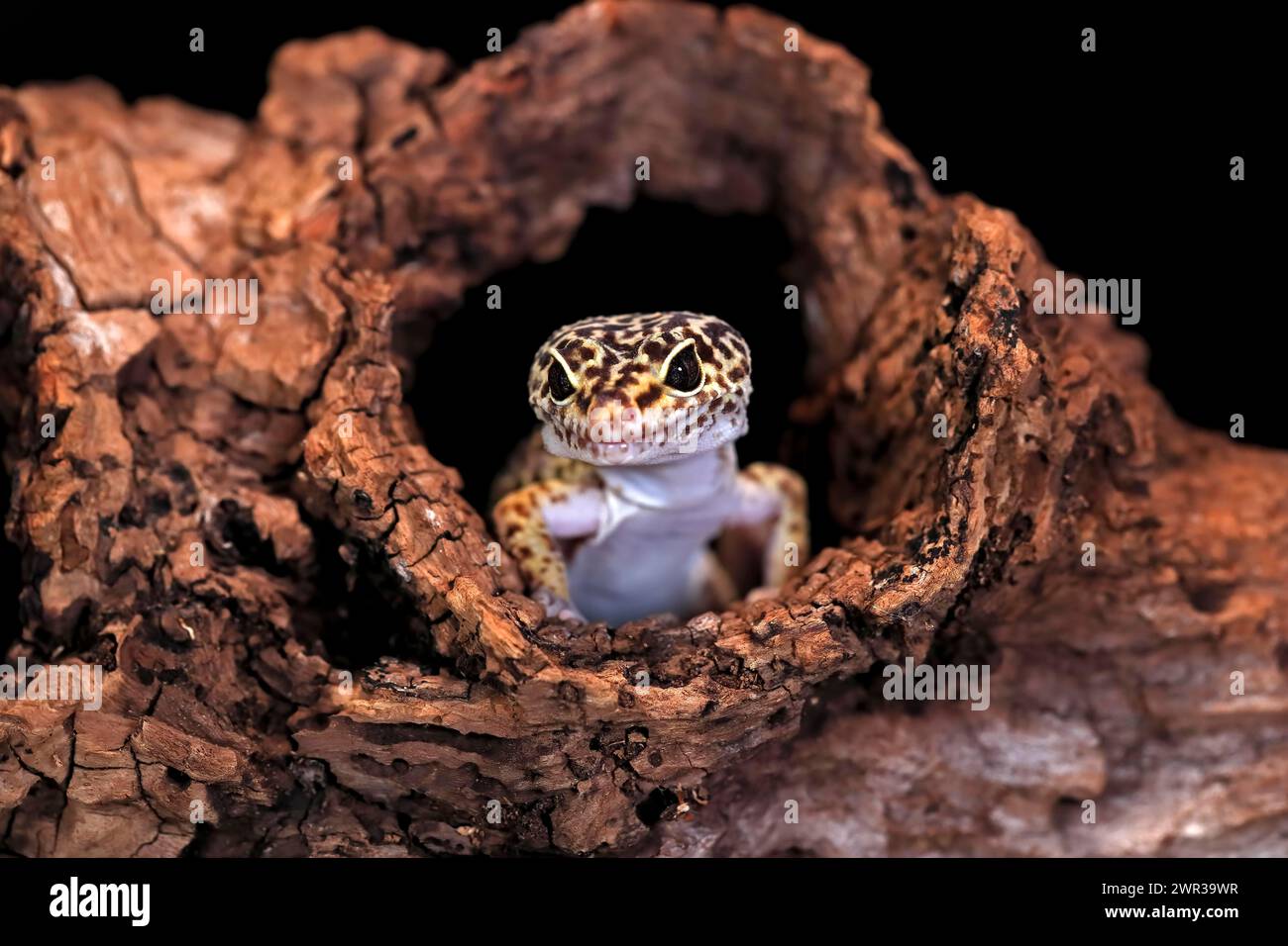 Leopard gecko (Eublepharis macularius), adult, portrait, looks out of ...