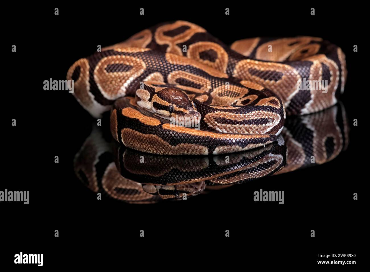 King python, (Python regius), adult, resting, captive, Central Africa ...
