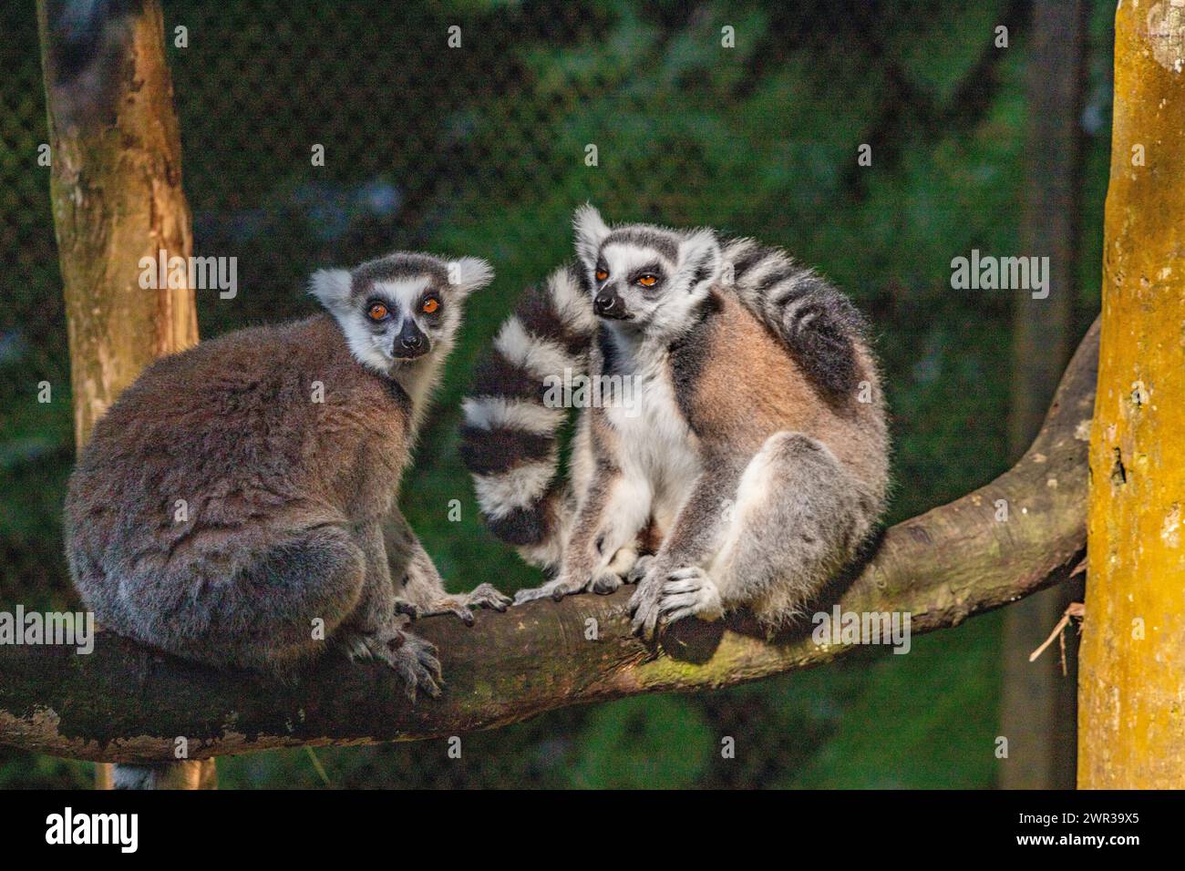Lemurs in natural environment, close-up, portrait of the animal on ...