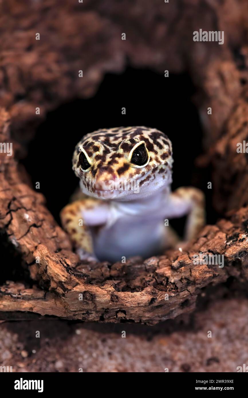 Leopard gecko face hi-res stock photography and images - Alamy