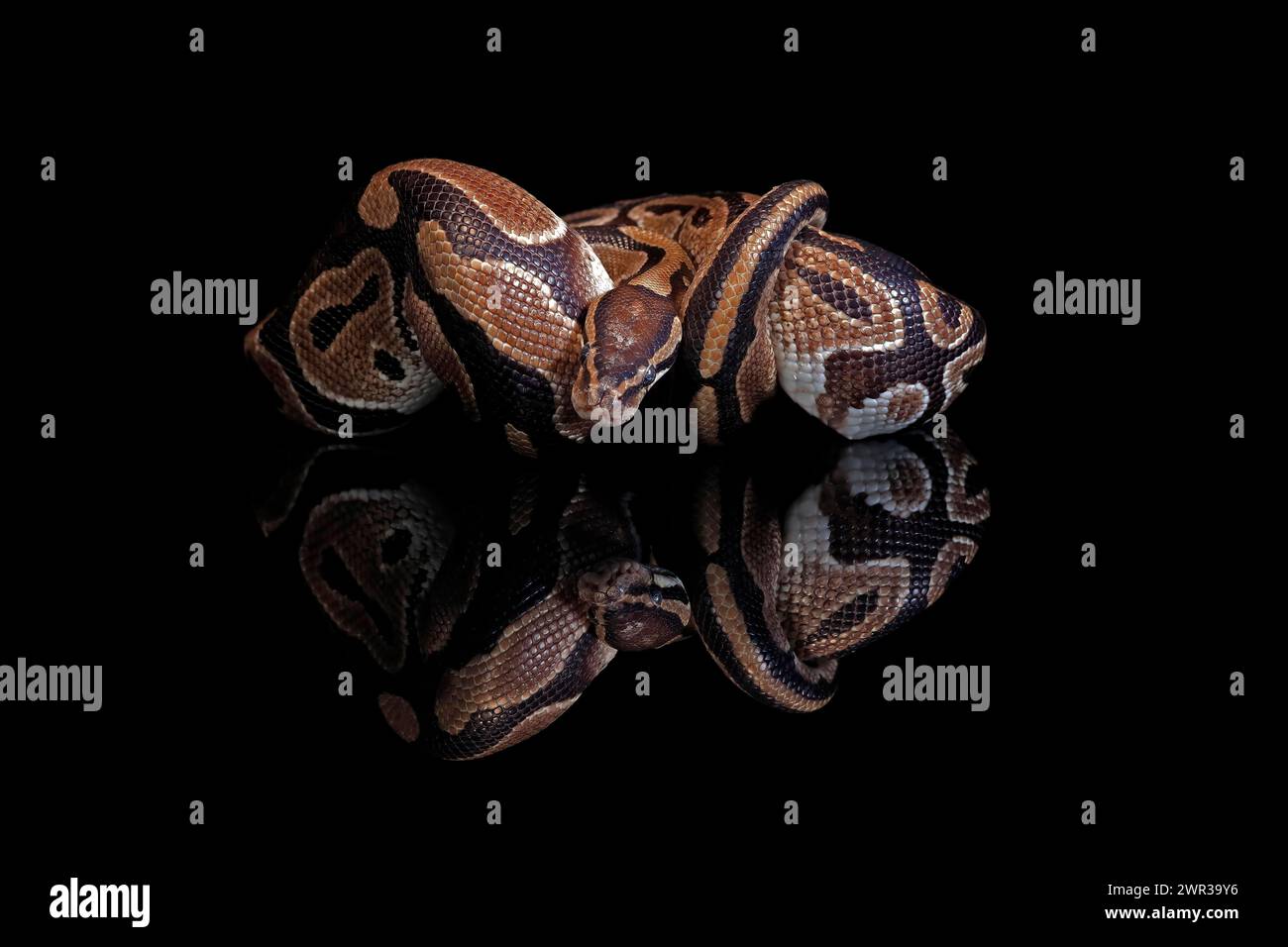 King python, (Python regius), adult, resting, captive, Central Africa ...