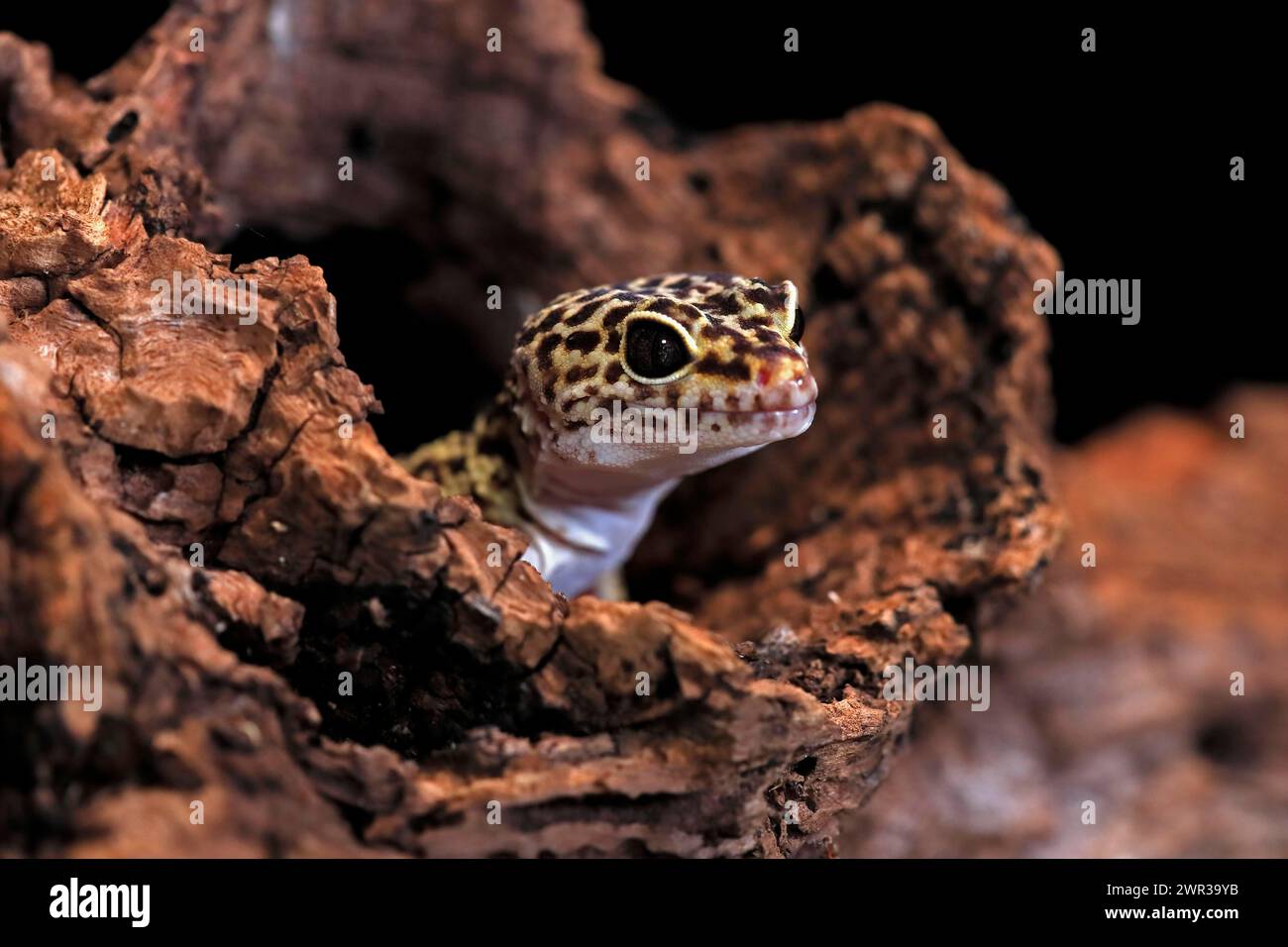 Leopard gecko face hi-res stock photography and images - Alamy