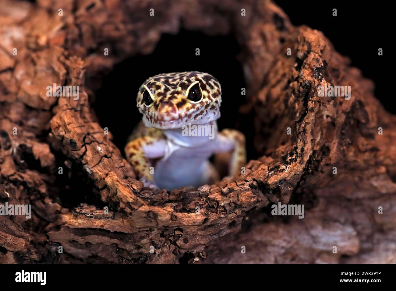 Leopard gecko face hi-res stock photography and images - Alamy