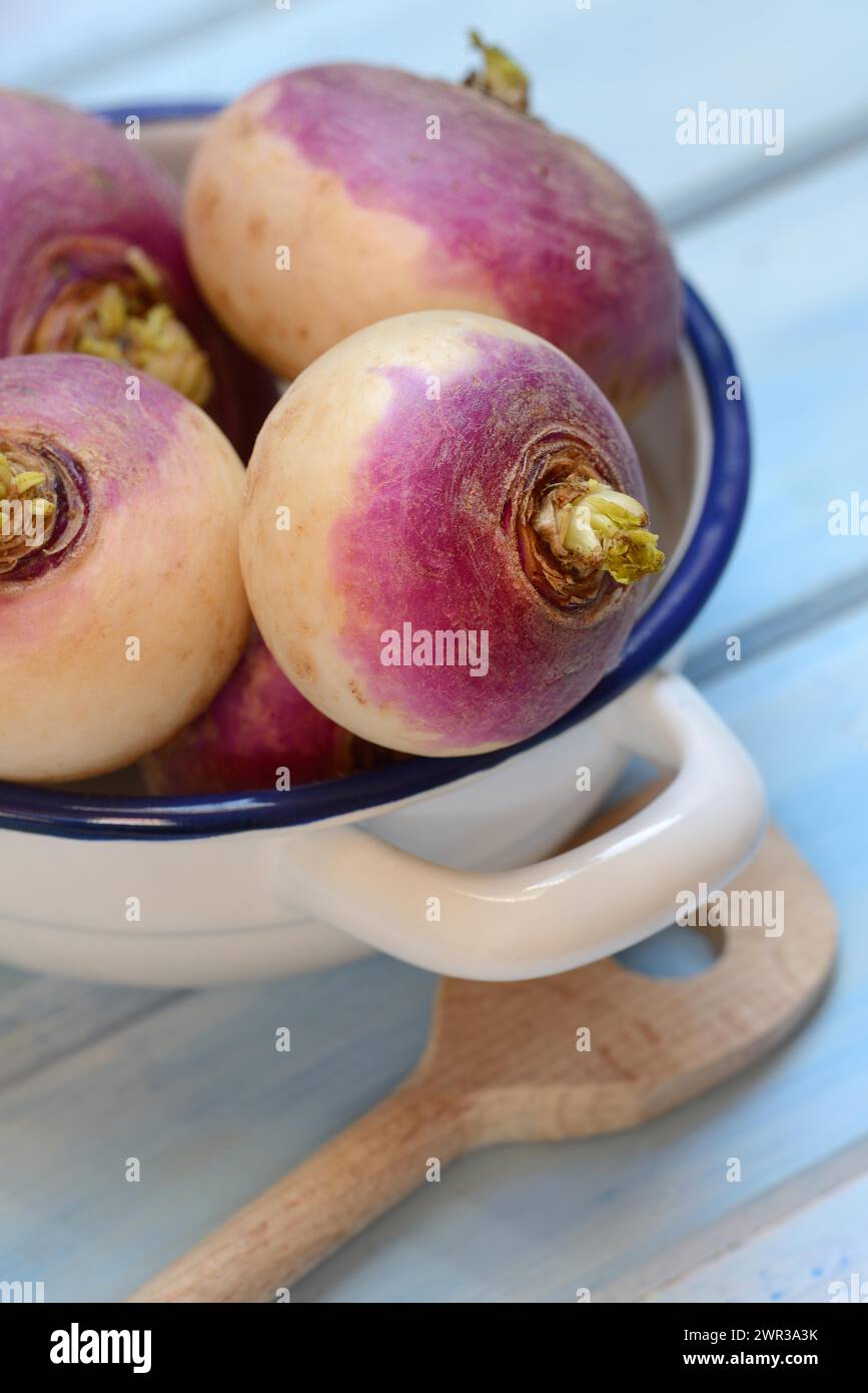 Purple turnip in pot with knife, Brassica rapa Stock Photo - Alamy