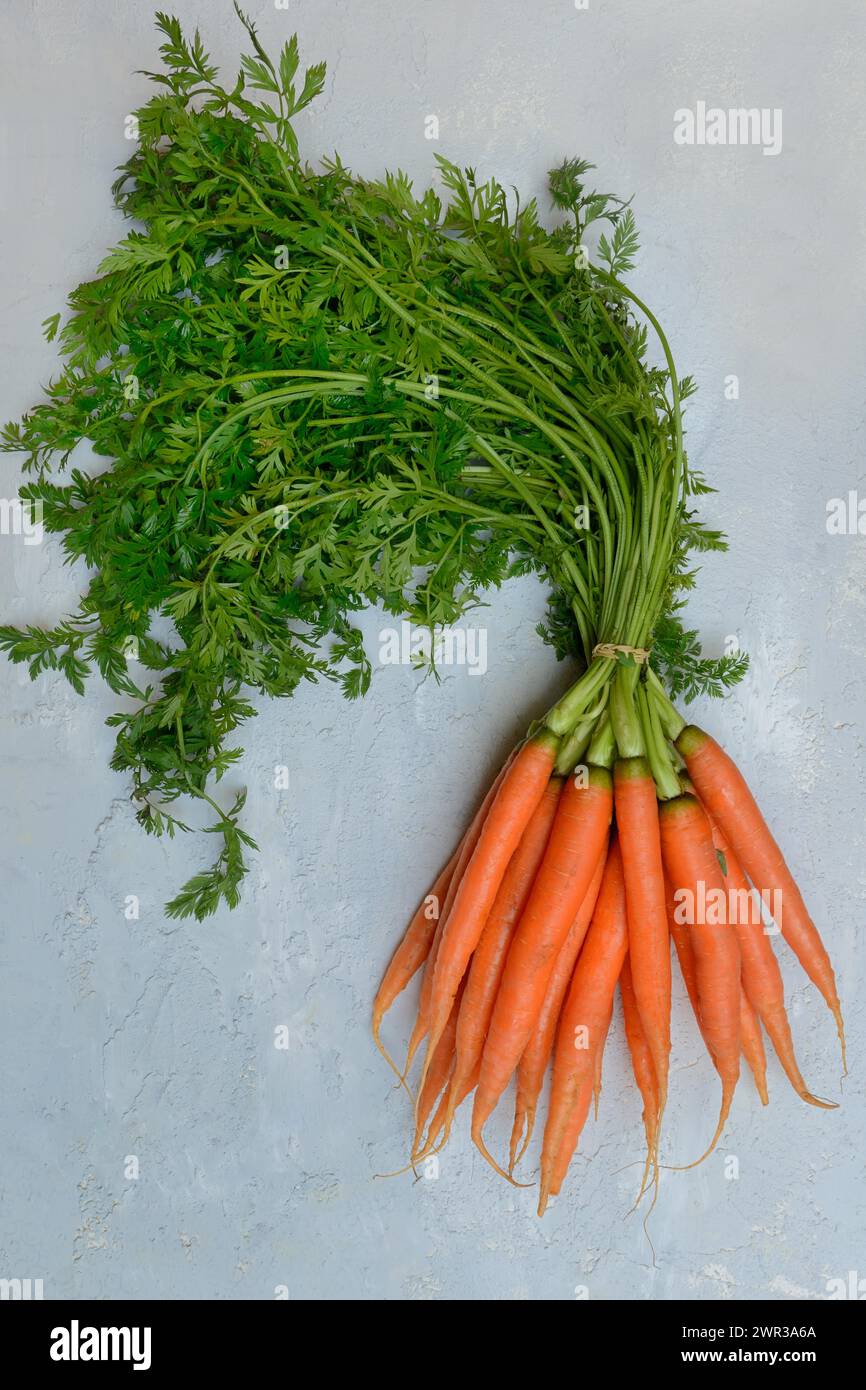 One bunch of carrot (Daucus carota Stock Photo - Alamy