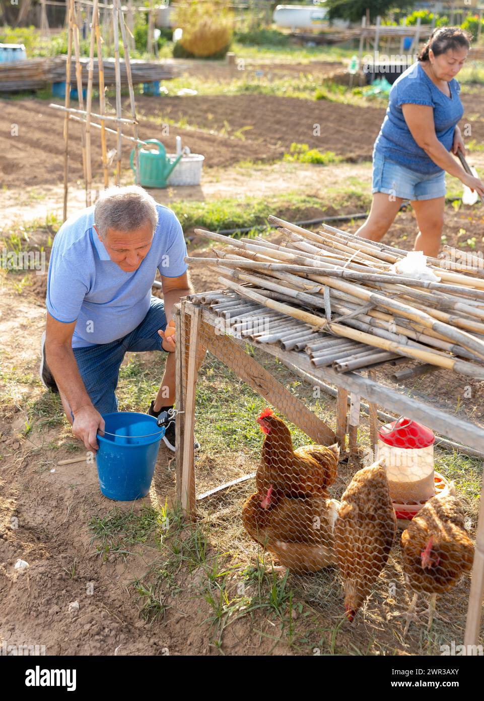 Mature farmer gathering chicken eggs outdoors Stock Photo - Alamy