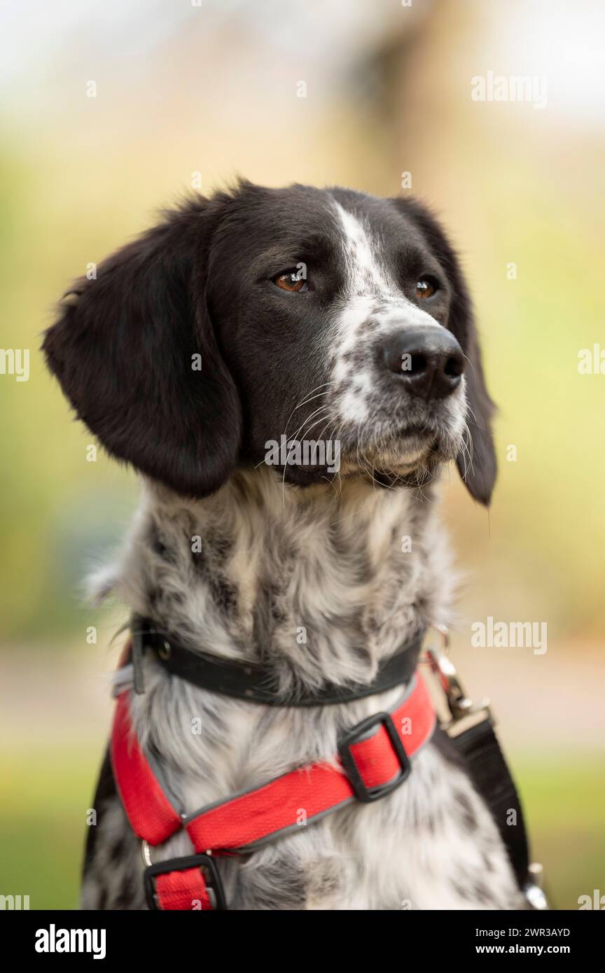 Domestic dog (Canis lupus familiaris), mixed-breed, male, animal ...