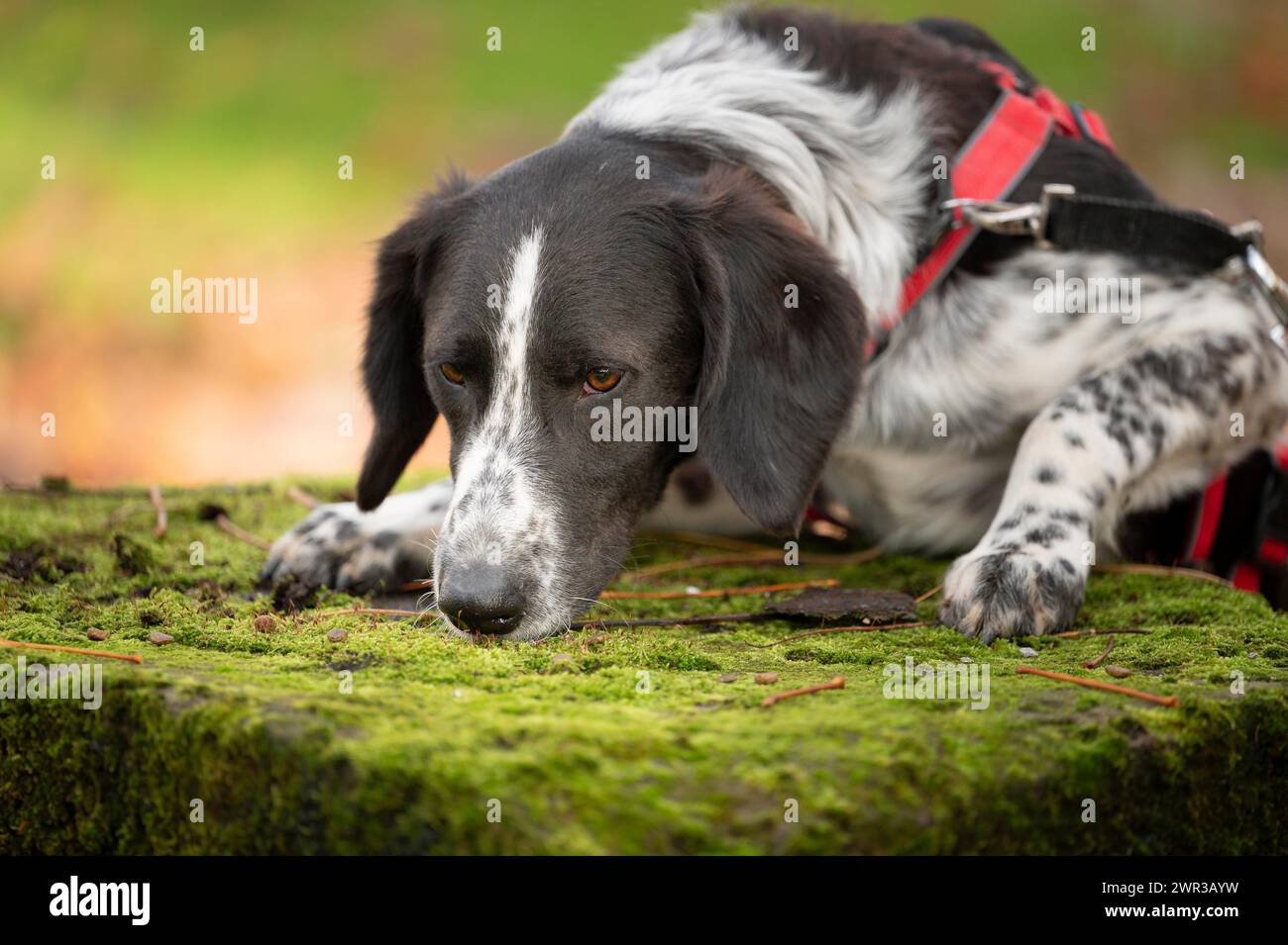 Sniffing moss hi-res stock photography and images - Alamy