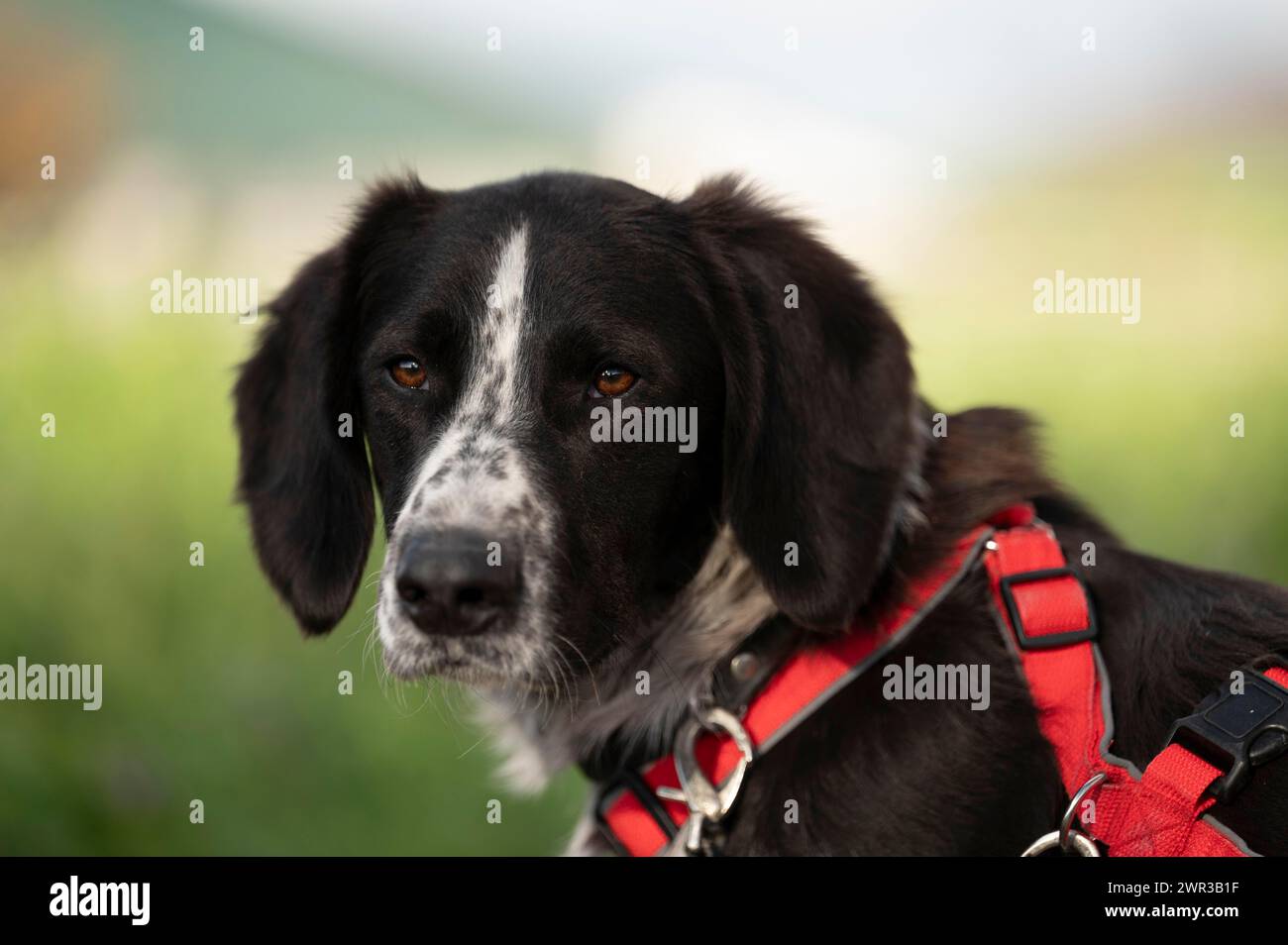 Domestic dog (Canis lupus familiaris), mixed-breed, male, animal ...