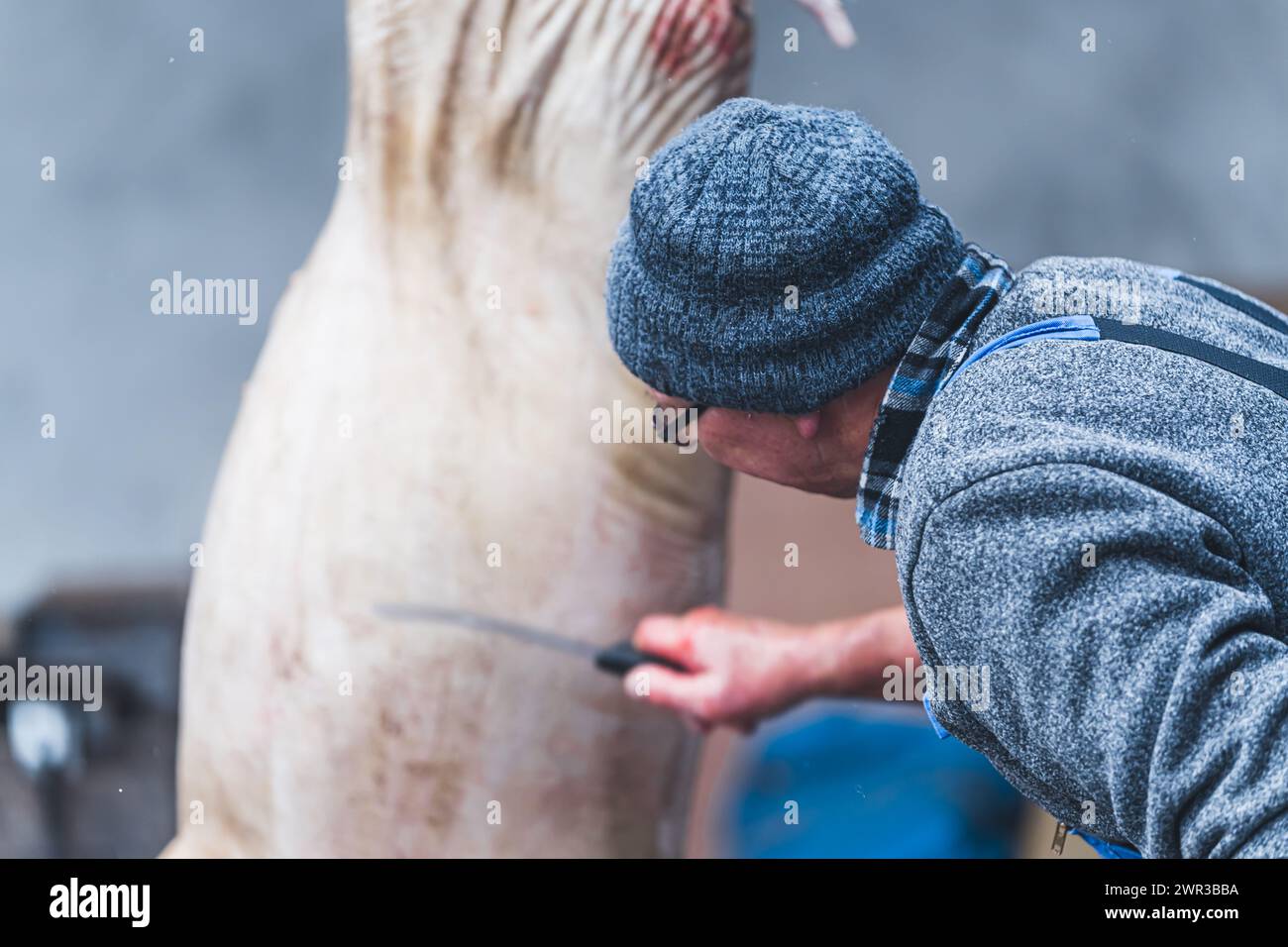 back view of a man cutting a hanging pig, butcher's shop. High quality ...
