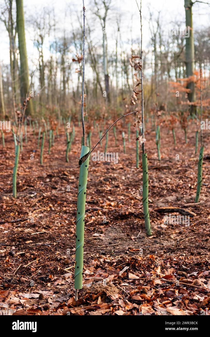 Reforestation of a park with new seedlings after several storms in ...