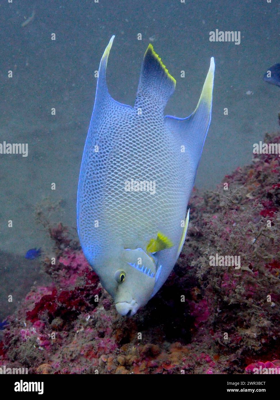 Bermuda angelfish (Holacanthus bermudensis), angelfish, dive site Anna ...