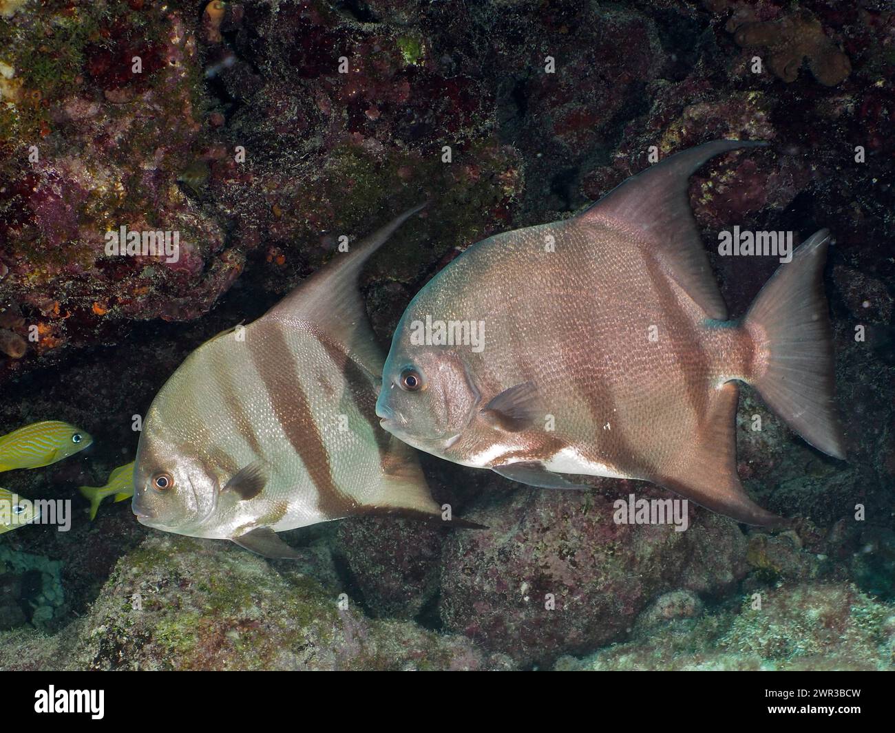 Two specimens of Atlantic spadefish (Chaetodipterus faber), Amber Jack ...