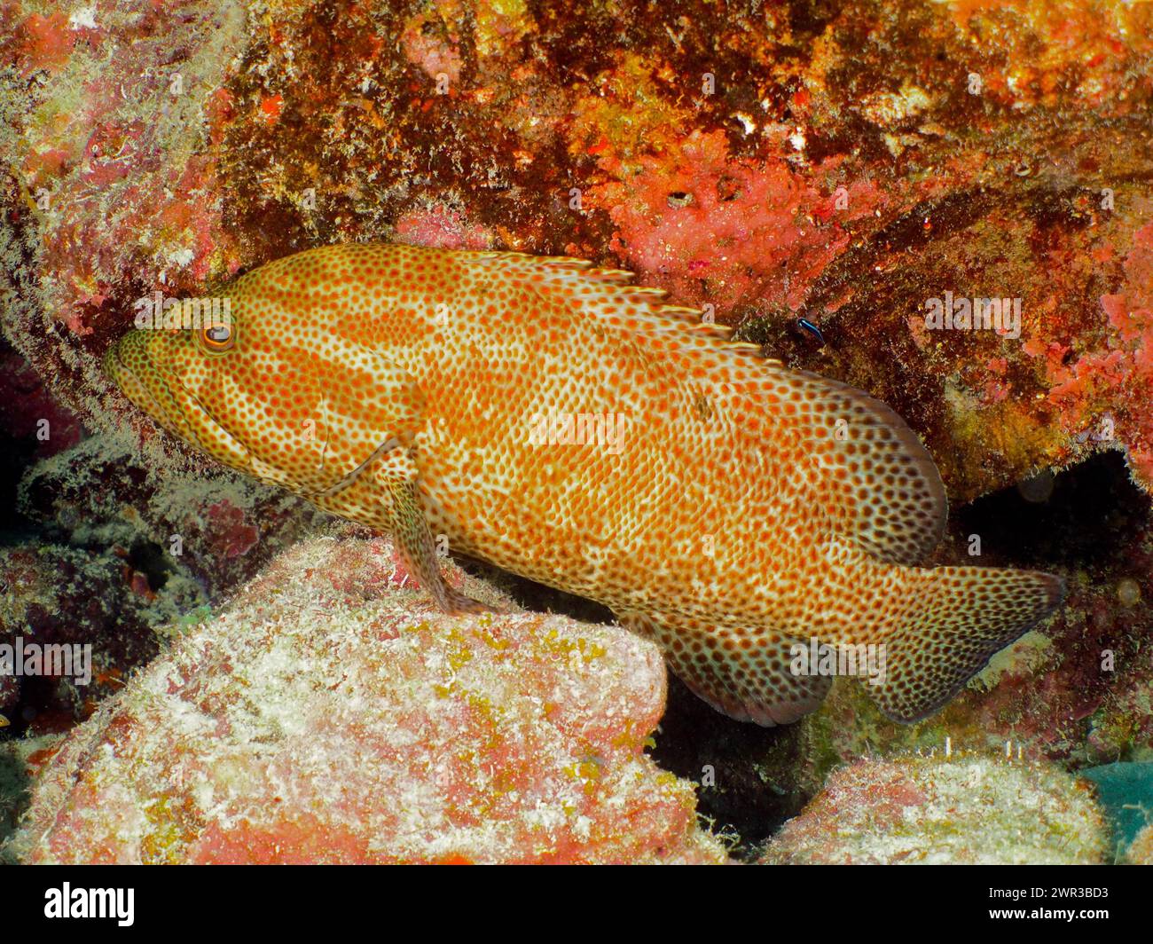 Pennekamp coral reef state park hi-res stock photography and images - Alamy