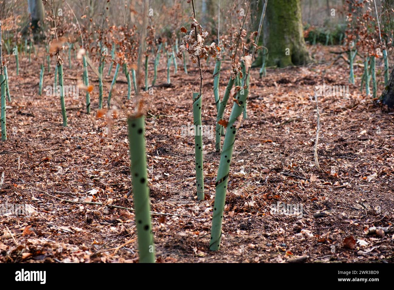 Reforestation of a park with new seedlings after several storms in ...