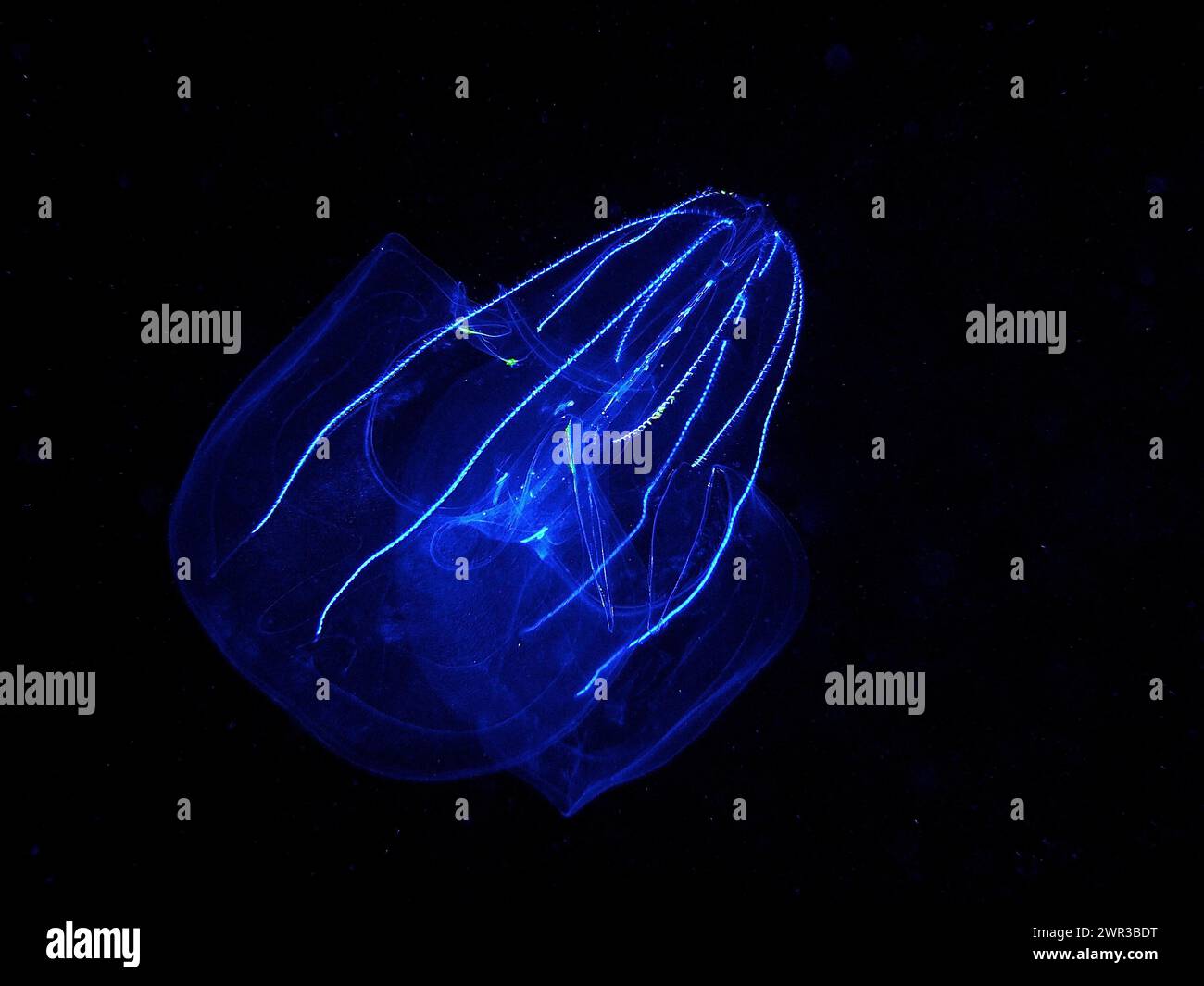 Comb jellyfish hi-res stock photography and images - Alamy