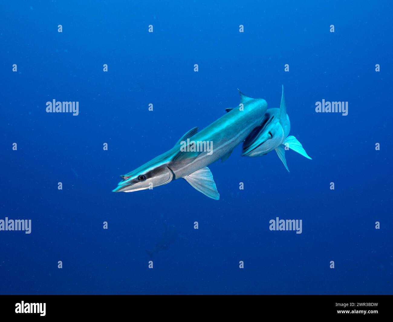 Two ship mounts (Echeneidae), monochrome blue background, detachable ...