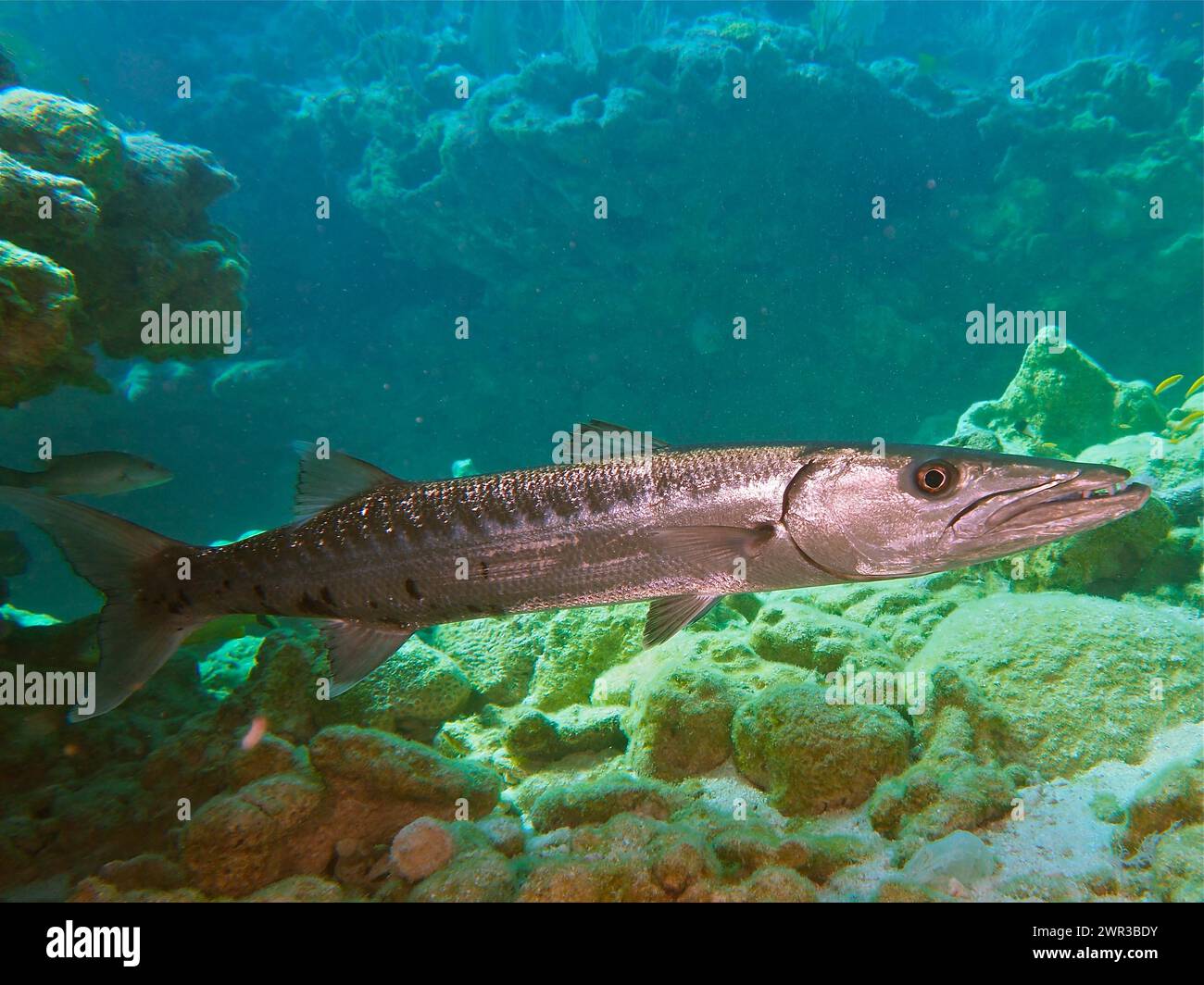 John pennekamp state park reef hi-res stock photography and images - Alamy