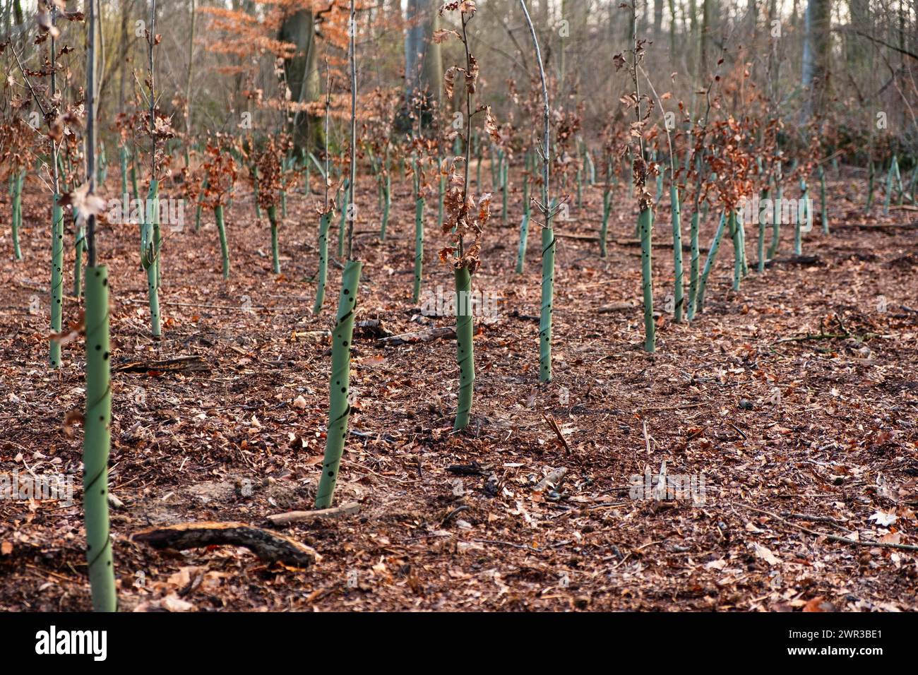 Reforestation of a park with new seedlings after several storms in ...