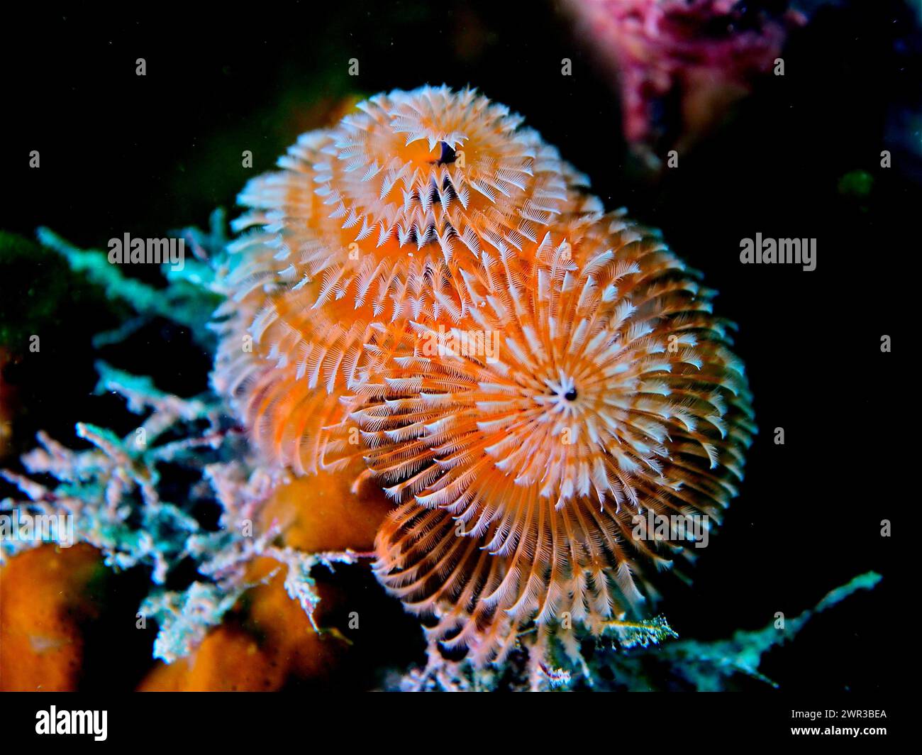Christmas tree worm (Spirobranchus giganteus), dive site John Pennekamp ...
