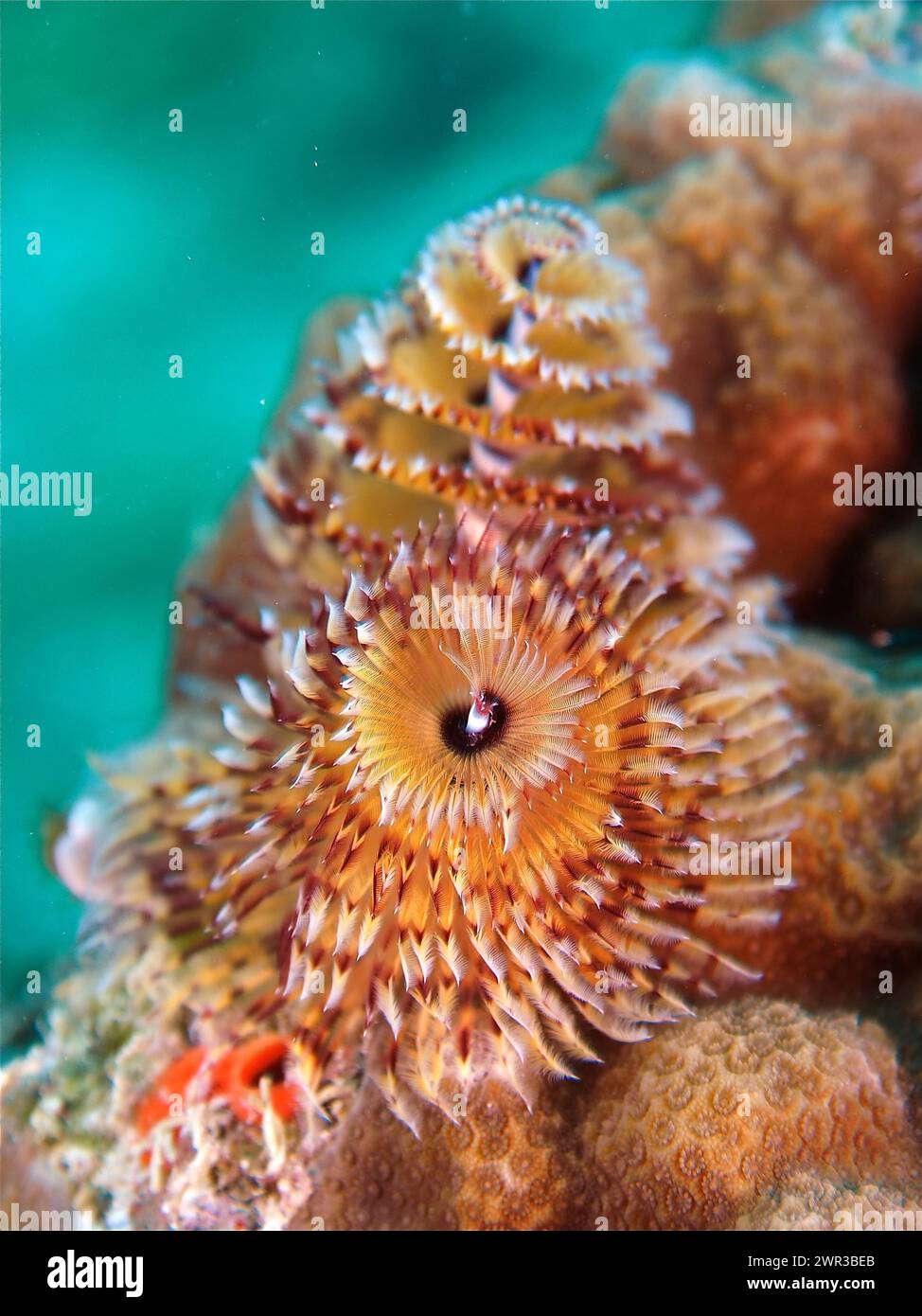 Christmas tree worm (Spirobranchus giganteus), dive site John Pennekamp ...
