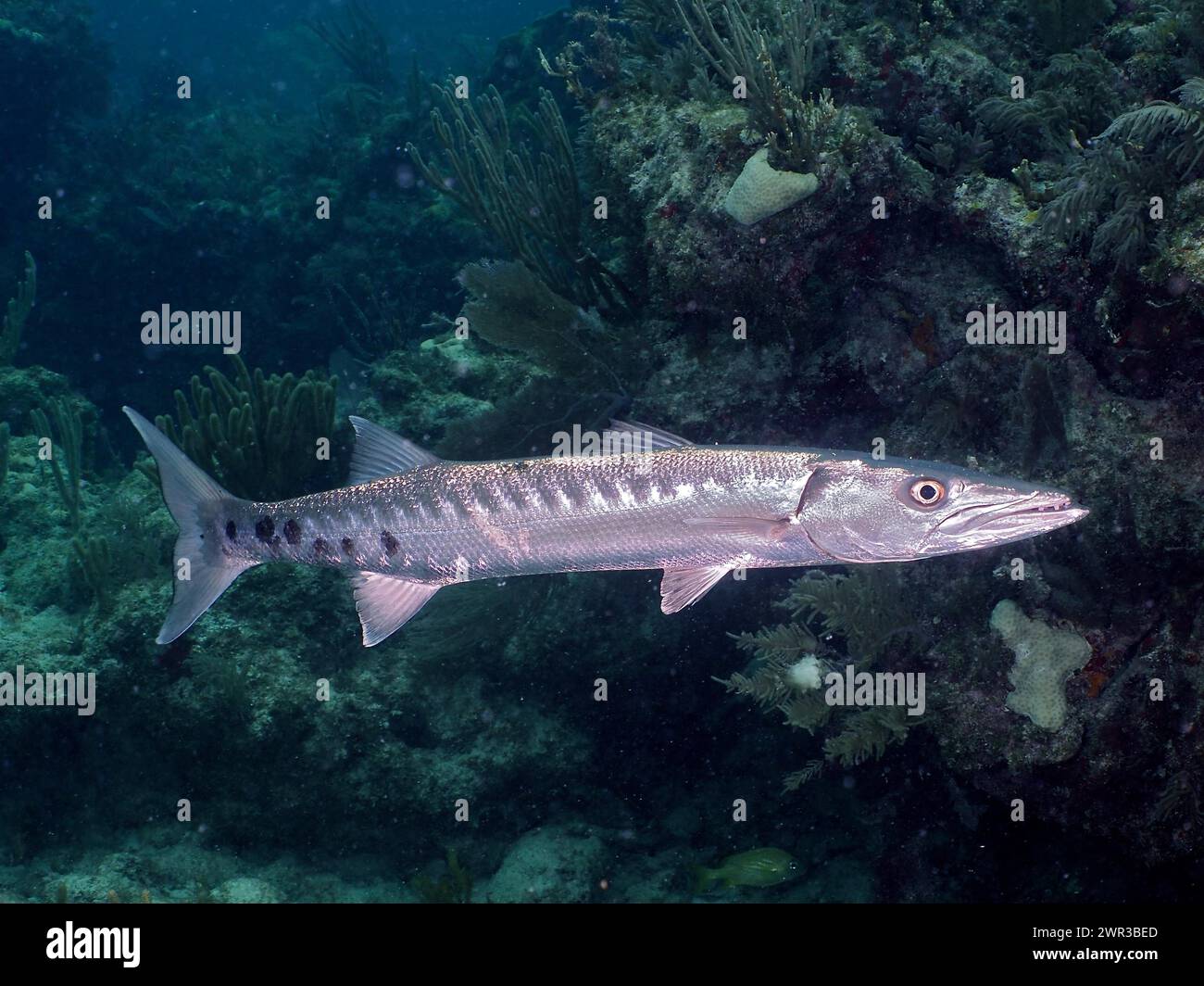 John pennekamp state park reef hi-res stock photography and images - Alamy