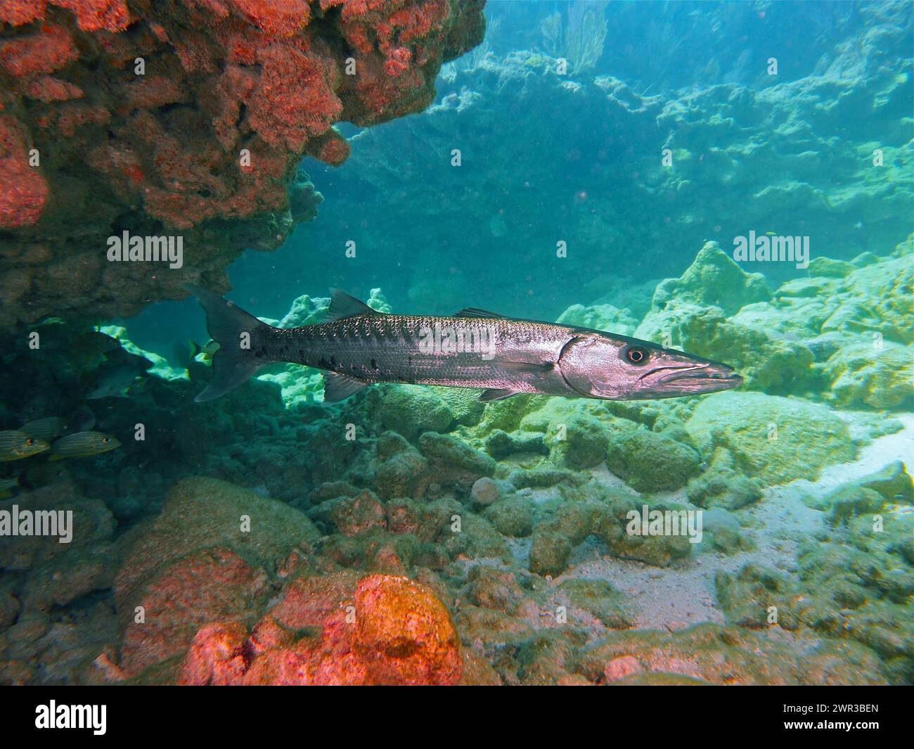 Great barracuda (Sphyraena barracuda), dive site John Pennekamp Coral ...