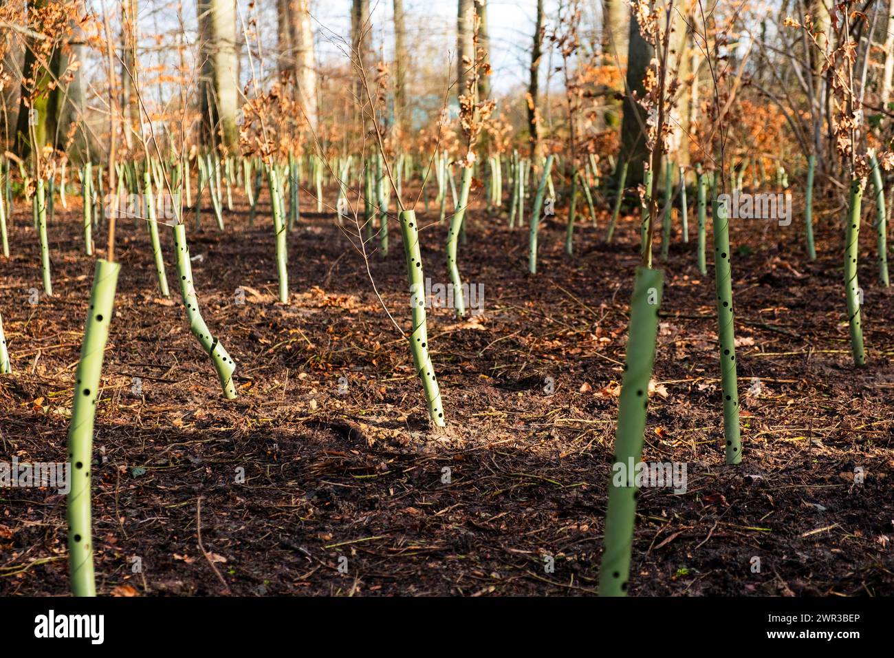 Reforestation of a park with new seedlings after several storms in ...