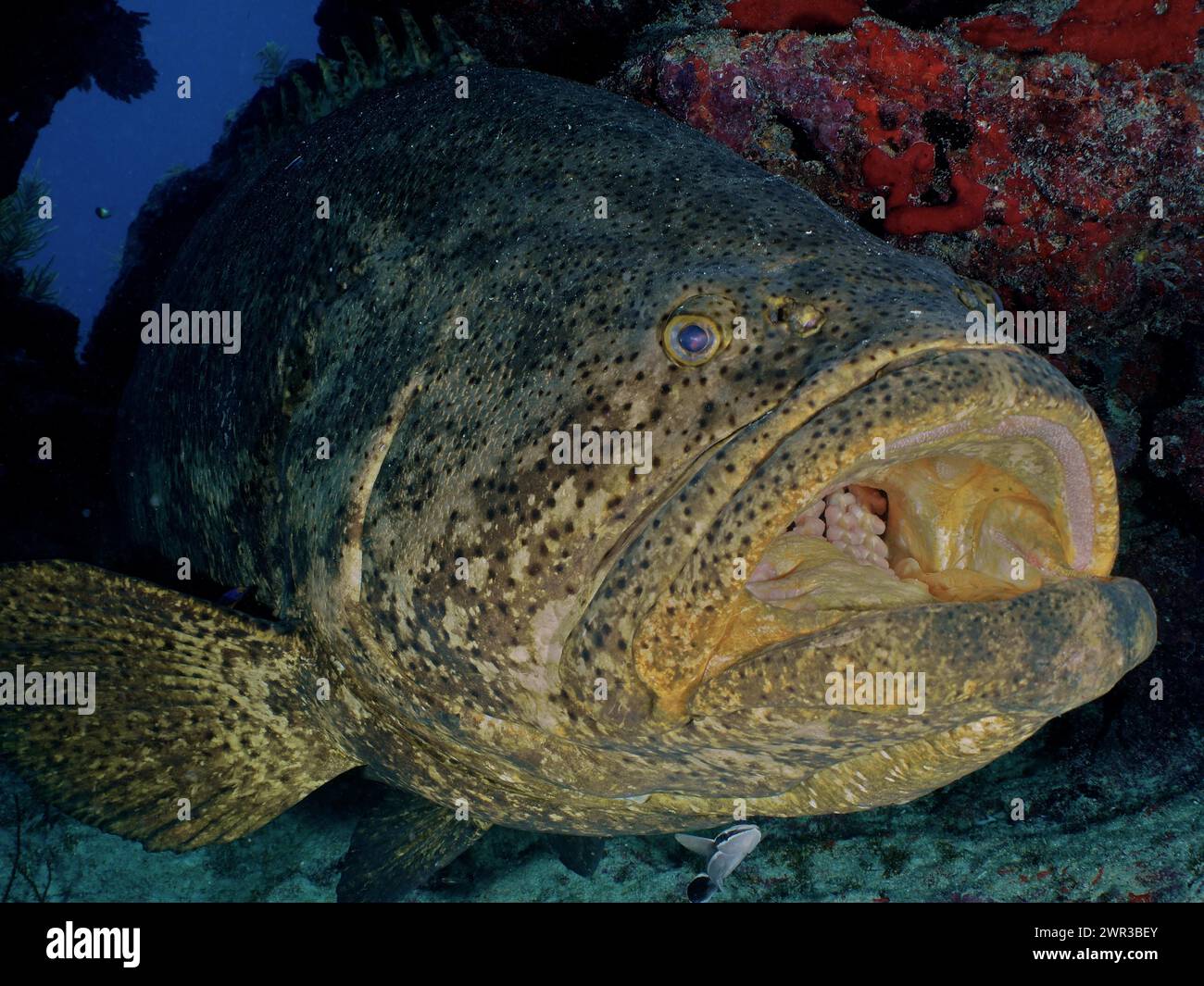 John pennekamp state park reef hi-res stock photography and images - Alamy