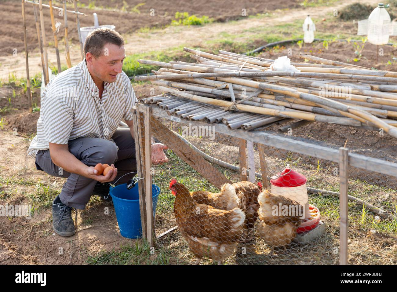 Man collecting eggs of laying hens in aviary in backyard of country ...