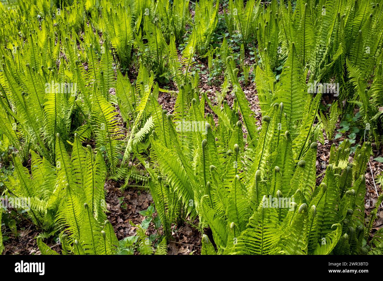 A dense fern forest with vivid green young leaves in spring Stock Photo ...