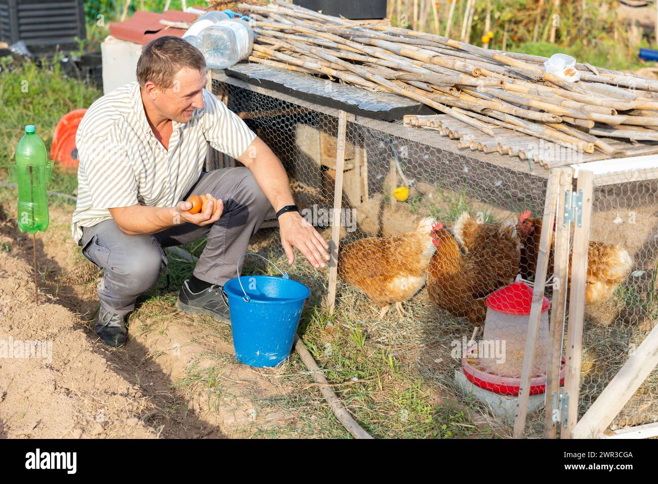Collecting eggs from chicken coop hi-res stock photography and images ...